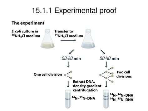 Ppt Solving The Topological Problem Of Genome Replication Powerpoint Presentation Id 9351026
