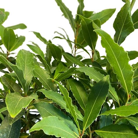 Лавр благородный, Laurus nobilis – купить онлайн на ROZETKA