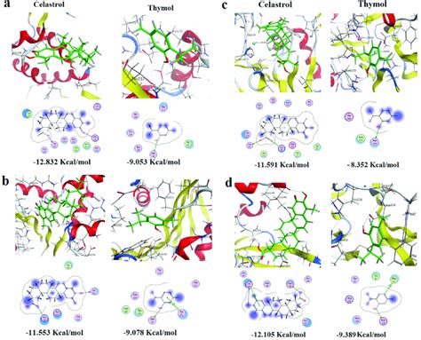 The Putative Binding Modes 2d And 3d Of Celastrol And Thymol And Their