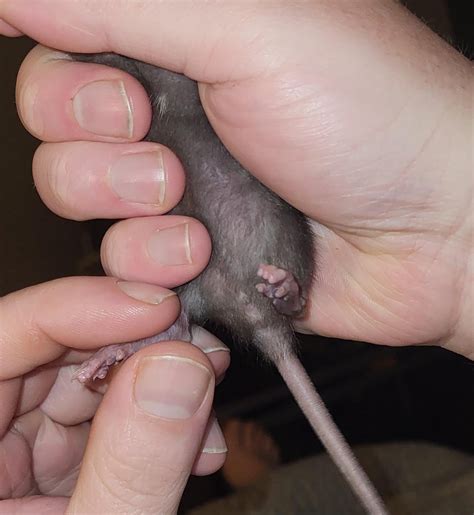 Can Anybody Sex These Two Rats Rrats