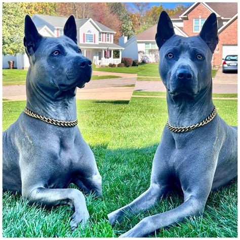 10 Stunning Blue Dog Breeds That Will Leave You In Awe Epic Dogs Tales