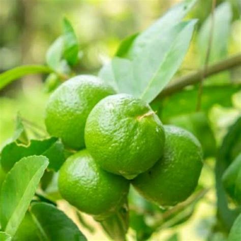 Jual Bibit Jeruk Nipis Hasil Okulasi Shopee Indonesia