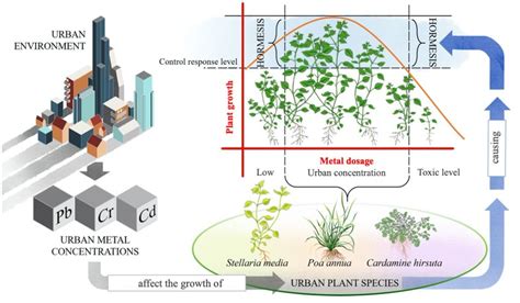 Proposed Hormesis Effect Caused By Urban Metals On Plant Growth