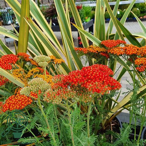 Achillea ‘sassy Summer Sunset Find Haveplanter