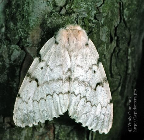 Photo 18277 Lymantria Dispar