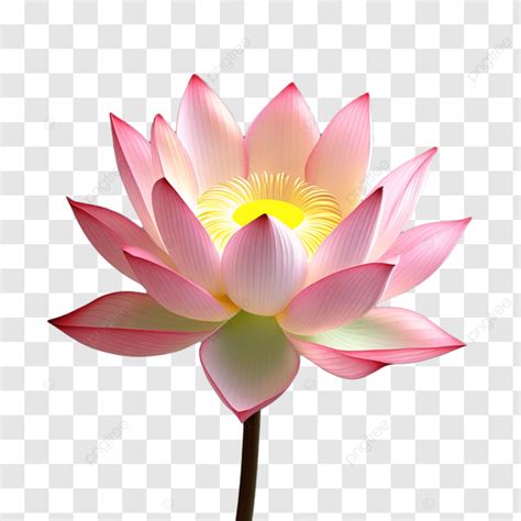 핑크 연꽃 핑크 로터스 핑크 로터스 아트 핑크 로터스 그릇 Png 일러스트 및 이미지 에 대한 무료 다운로드 Pngtree