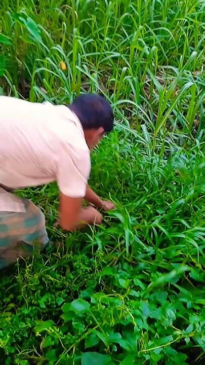 Supper Fast Grass Cutting Technique Farming Agriculture Youtube