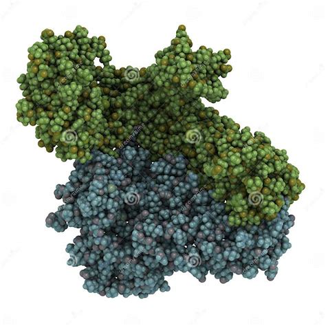 Hiv 1 Reverse Transcriptase Enzyme Stock Image Illustration Of Biotechnology Resistance 27409233