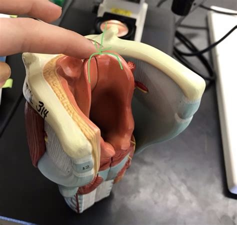 Bio 228 Lab 2 Test Kahoot Flashcards Quizlet