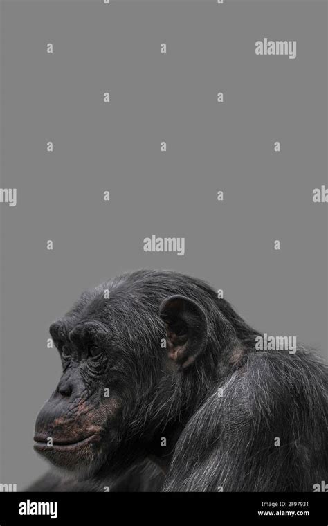 Cover Page With A Portrait Of Happy Smiling Chimpanzee Closeup