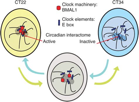 A Schematic Model Of The Cyclic Events In Chromosomal Organization