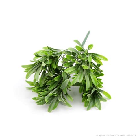 Виды зелени для букетов 87 фото