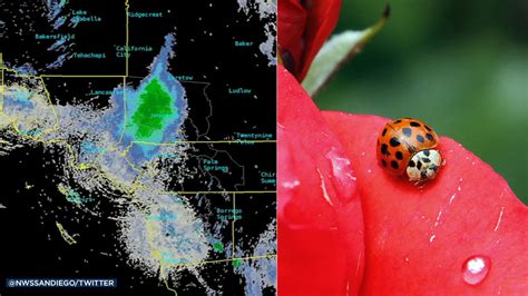Massive Ladybug Swarm Moving Through Socal Abc11 Raleigh Durham