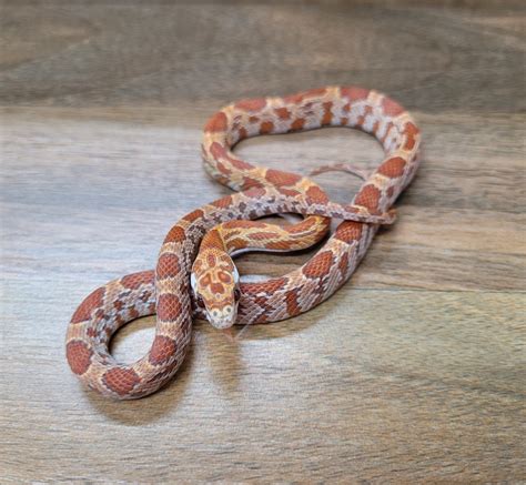 Ultramel Sunkissed Okeetee Corn Snake By Blackheart Reptiles Morphmarket