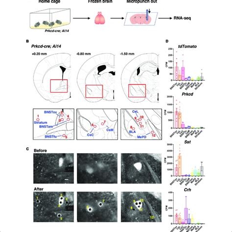 Gene Expression Profiling From Amygdala Related Subnuclei A Pca