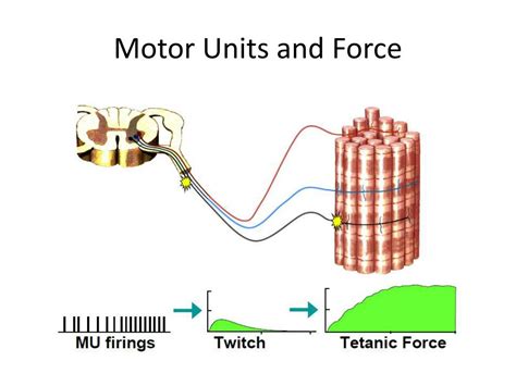 Ppt Scratch For Arduino S4a And The Electromyography Emg Sensor Powerpoint Presentation