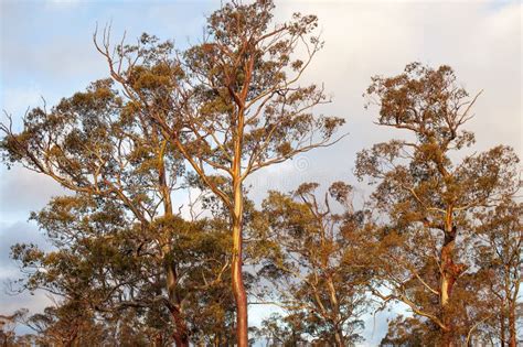 Large Eucalypt Trees Tasmania Stock Image Image Of Tree Botanical 311452321