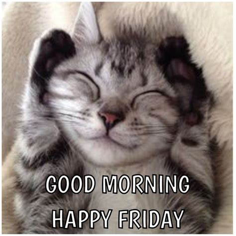 Good Morning Happy Friday Cat