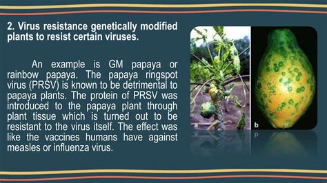 Genetically Modified Organisms Gmopptx