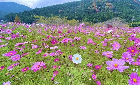 大原の里のコスモス とっておきの京都プロジェクト