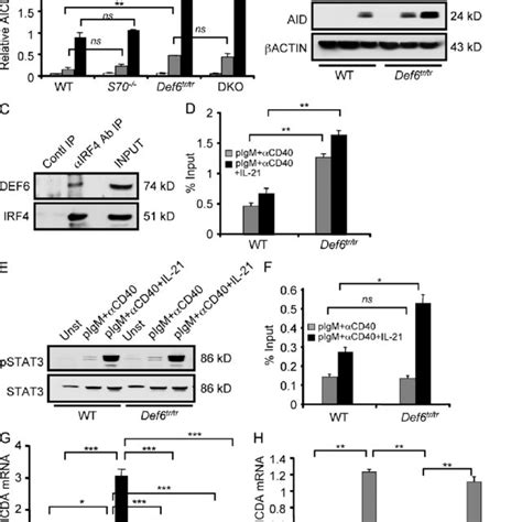 Swap 70 Regulates Irf4 Function During Il 21 Induced Plasma Cell Download Scientific Diagram