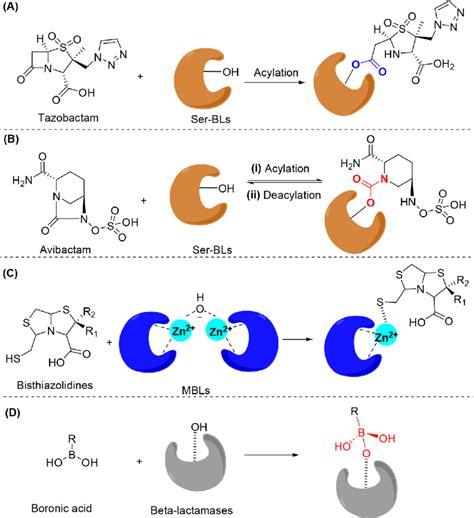 General mechanism of β lactamase inhibitors A Acylation of