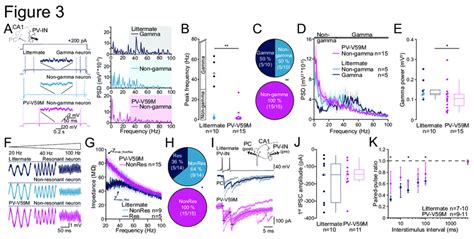 Reduced Intrinsic Gamma Oscillations Gamma Resonance And Short Term Download Scientific
