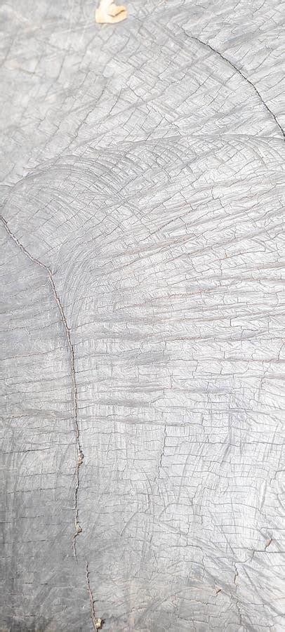 Tree Trunk With Dark Texture And Abstract Lines Stock Image Image Of