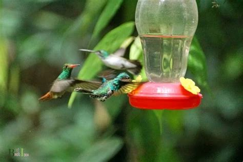 How High To Hang A Hummingbird Feeder Birds Idea