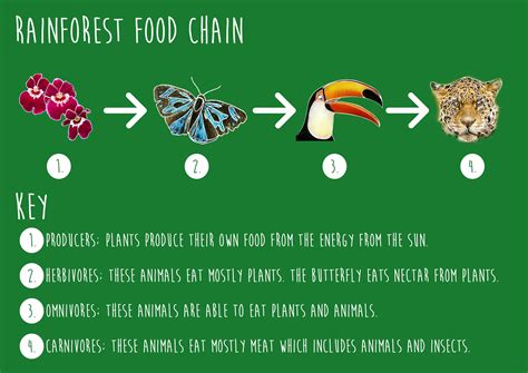 Rainforest Food Chain Exploring The Complex Web Of Life In The Tropics