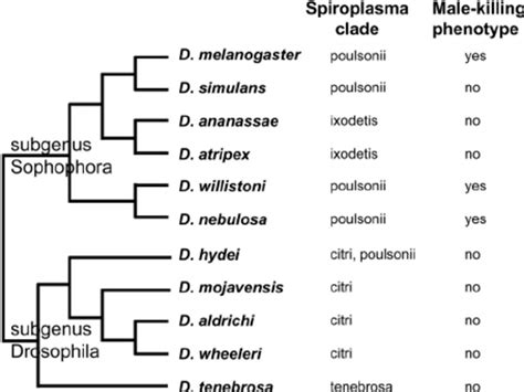 Bayesian Phylogeny Based On Concatenated Sequences Of Multiple