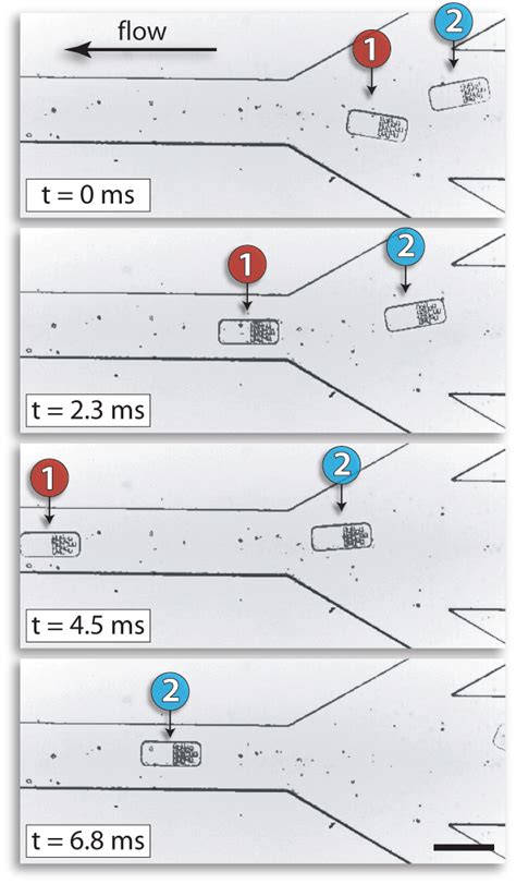 3 High Speed Particle Alignment In A Flow Focusing Device Timelapse Download Scientific