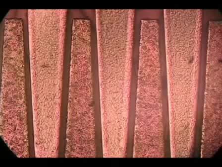 Video Silicon Microchips For Manipulating Cell Cell Interaction