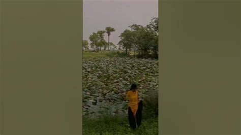 Poddo Ful 🌷 Youtube