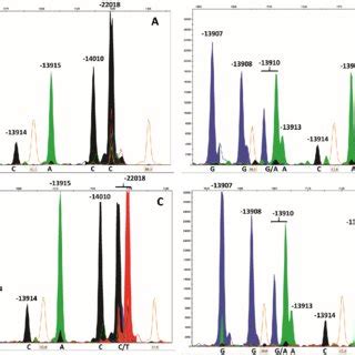 Examples Of The Eight SNPs Analysis On Four Different Individuals Download Scientific Diagram
