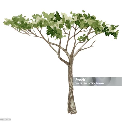 흰색 배경에 고립 된 사바나의 수채화 남부 나무 자연 아프리카의 손으로 그린 그림입니다 아카시아 나무에 대한 스톡 벡터 아트 및 기타 이미지 아카시아 나무 수채화