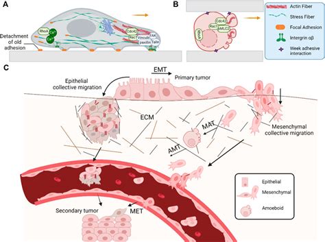 Frontiers Plasticity In Cell Migration Modes Across Development