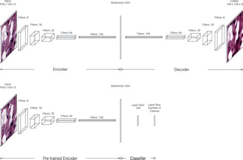 Architecture Of The Cae Each Convolutional Layer Of The Encoder Download Scientific Diagram