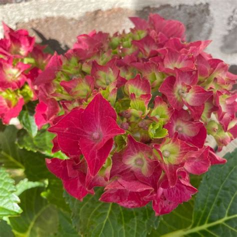 Hydrangea Tea Time Red