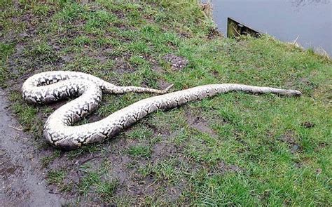 Mystery As Ft Python Found In Lancashire Canal