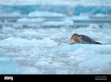 Arctic Nature Snowy Wildlife Cute Seal In The Arctic Snowy Habitat