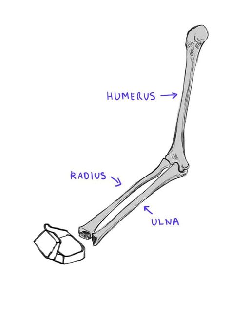 Learn To Draw Arms Once And For All GVAAT S WORKSHOP Arm Drawing