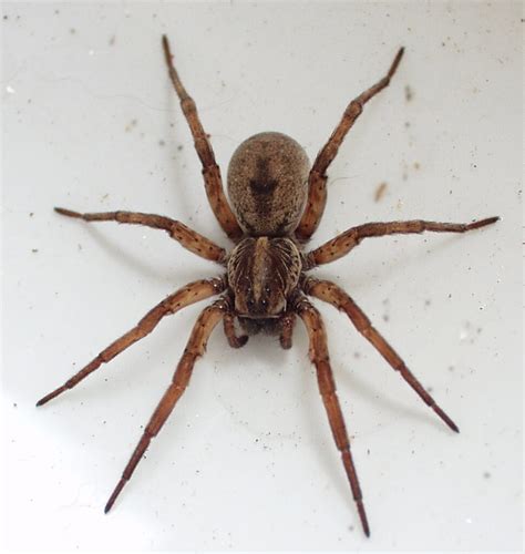Small Brown Spiders In House How To Identify The Most Common Ones