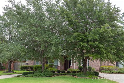 Tree Maintenance Tips Everything You Need To Know