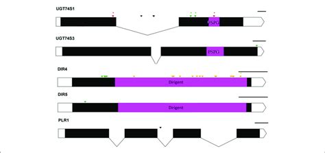 Distribution Of EMS Induced Mutations On Five Genes Of The 11 Custom Download Scientific