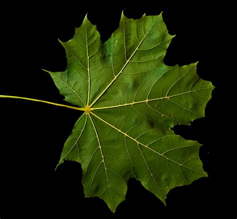 How To Create A Vector Autumn Background In Adobe Illustrator