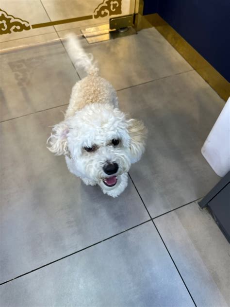 푸숑 누룽지 포메라니안키우는방법 말티즈키우는방법 말티푸키우는방법 푸들키우는방법 먼치킨키우는방법 랙돌키우는방법 브리티쉬숏헤어키우는방법 스코티쉬폴드키우는방법 러시안블루키우는방법