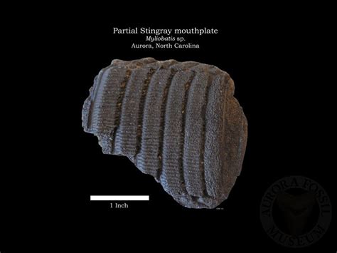 Stingray Fossils Aurora Fossil Museum