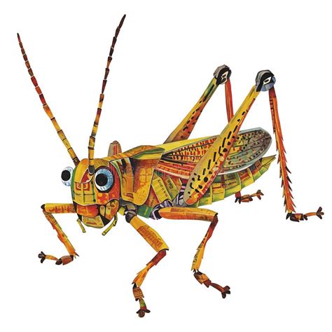 Colorful Grasshopper Art Illustration With Intricate Details On White