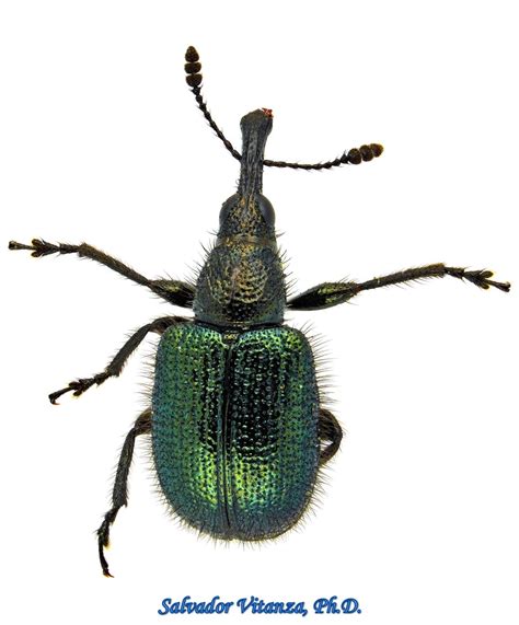 Coleoptera Attelabidae Haplorhynchites Eximius Leaf And Bud Weevils A Urban Programs El